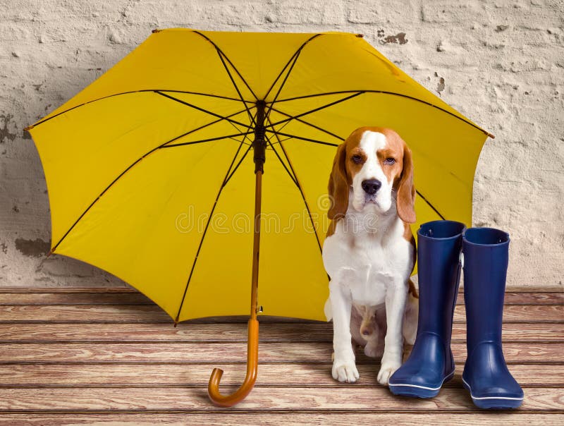 Dog Waits for the Host To Walk Stock Photo - Image of cute, footwear ...