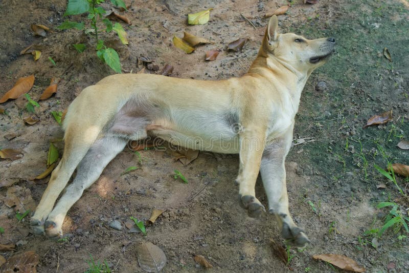 A Dog Wake Up from Take a Nap and Stretch Oneself while Waking Up ...