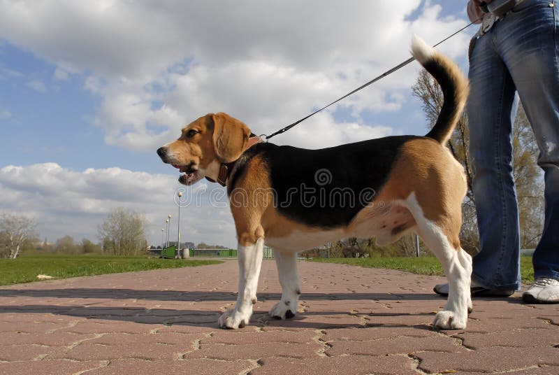 Dog walk stock photo. Image of relax, walk, pavement, outdoor - 8999924