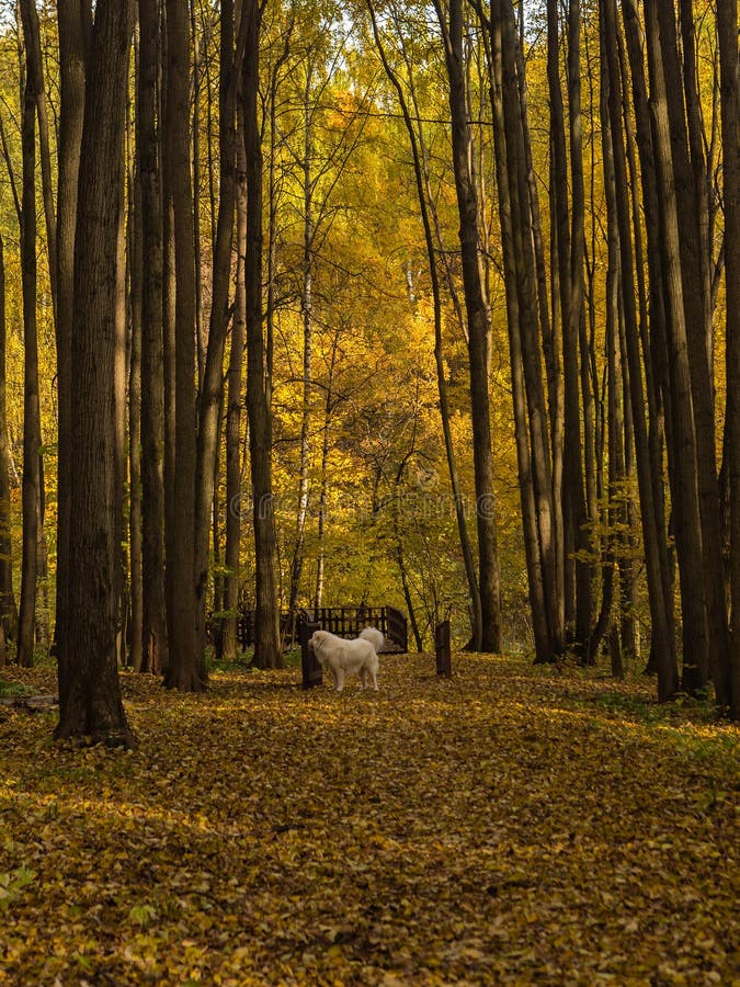 Dog on a Walk in the Autumn Woods Stock Photo - Image of autumn, forest ...
