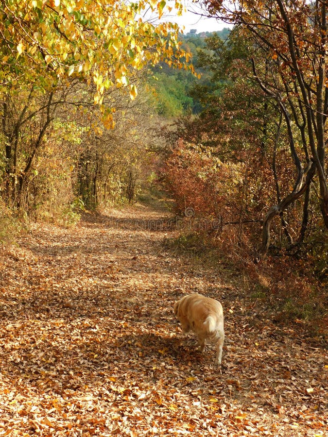 The Dog Walk the Forest Path Stock Image - Image of nature, yellow ...