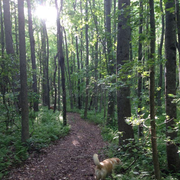 Dog Walk stock photo. Image of trail, forest, walk, pathway - 55444934