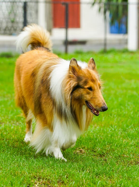 Dog stock image. Image of bite, mammal, ground, husky - 93731889