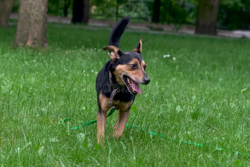 A Dog for a Walk in the Park. Carno Brown Dog on a Leash Stock Image ...