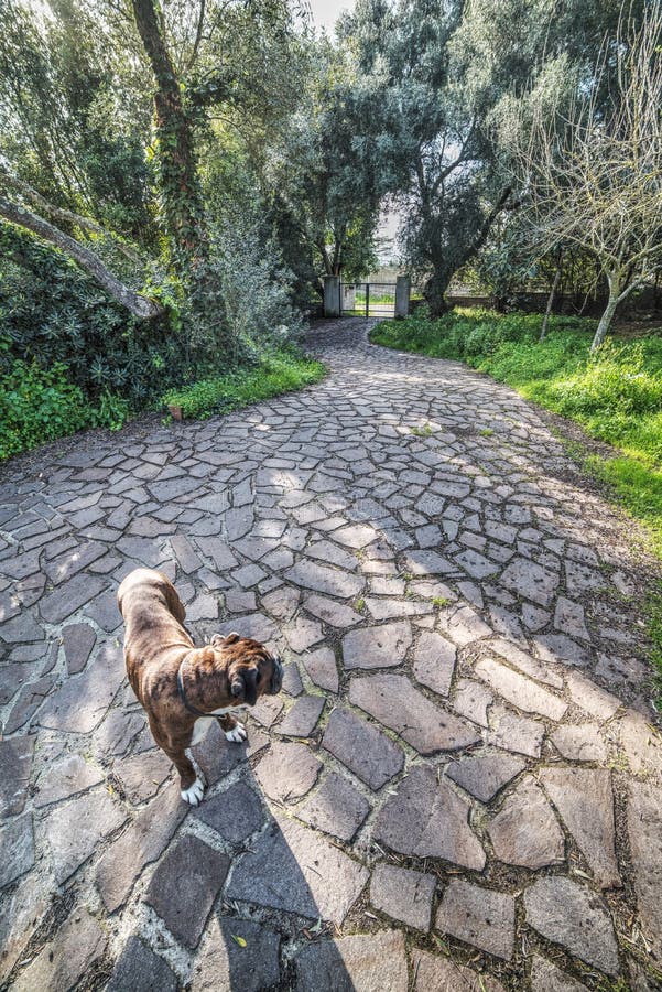 Dog on a walk path stock image. Image of aisle, friend - 74559177