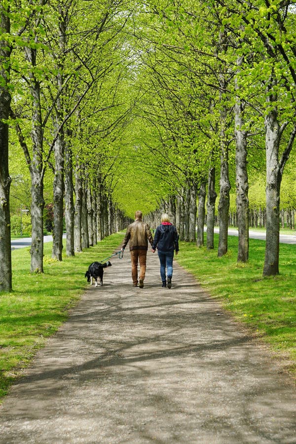 Dog walk stock image. Image of leisure, alley, active - 54315501
