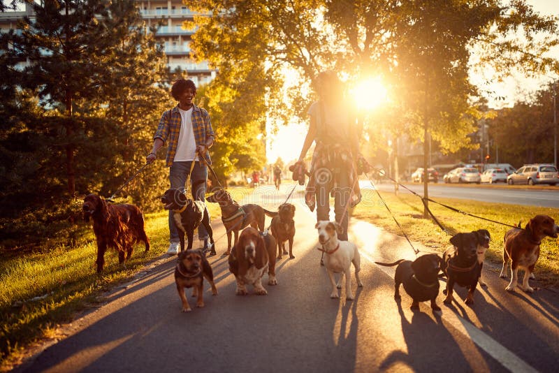 .Dog Walker at Work. Dog Walker Walking with Dogs in the Park Stock ...