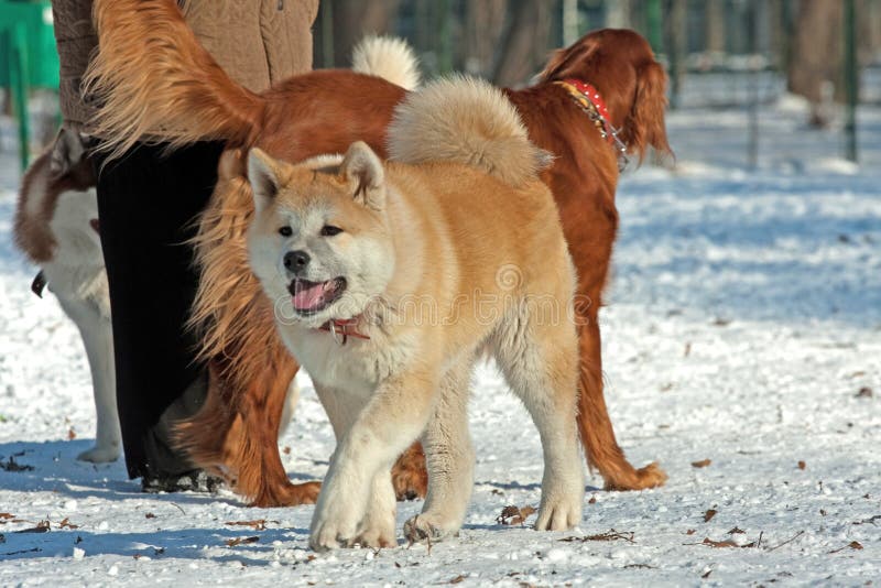 Akita Inu and Labrador dog stock photo. Image of intelligent - 30980880