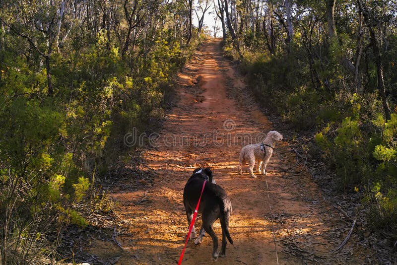 Dog Walking in the Australian Bush Stock Photo - Image of path, park ...