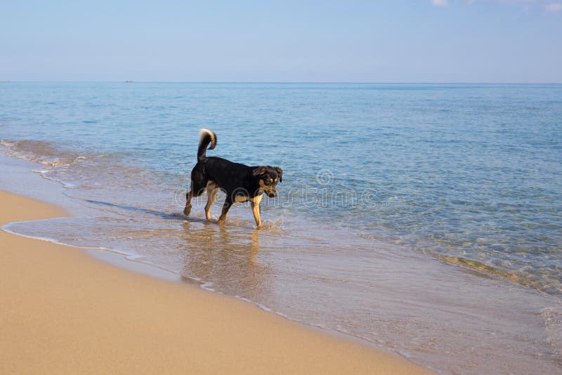 Dog walking on the beach stock photo. Image of reflection - 90746978