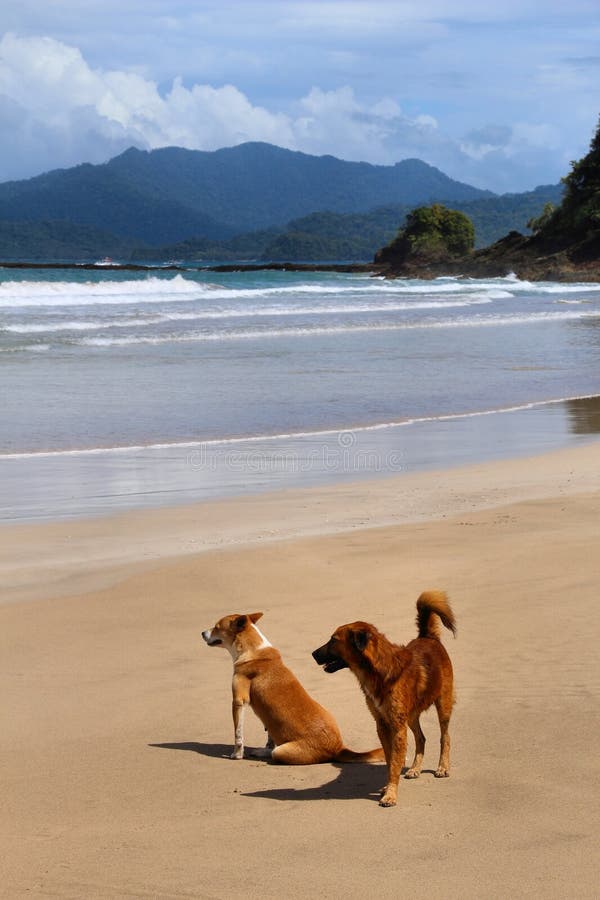 Dog Walking on Beach in Palawan, Philippines Stock Image - Image of ...