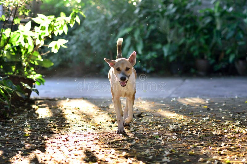 Dog Walking with Flower Falling on Ground Stock Photo - Image of brown ...