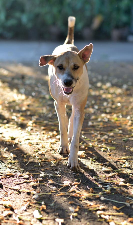 Dog Walking with Flower Falling Stock Photo - Image of light, pedigree ...
