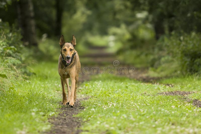 Dog walking in forest stock image. Image of selective - 3070159