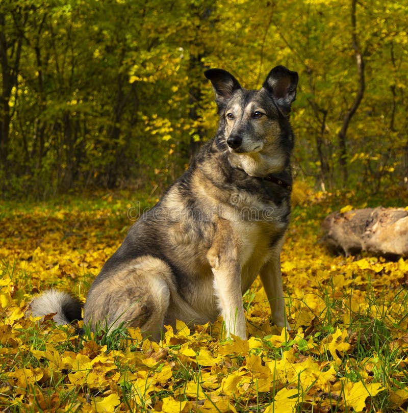 A Dog is Walking in the Forest Stock Photo - Image of autumn, animal ...