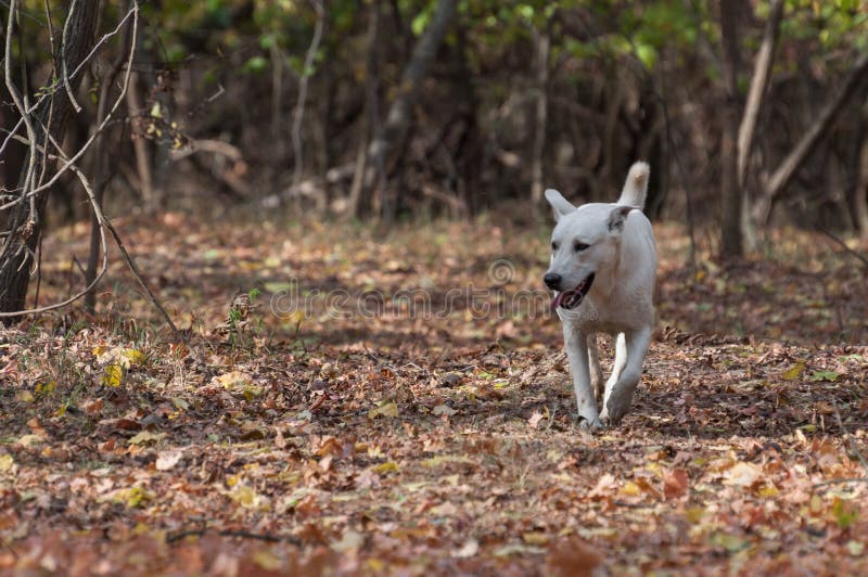Dog Walking in a Forest Looking To the Left Side Stock Photo - Image of ...