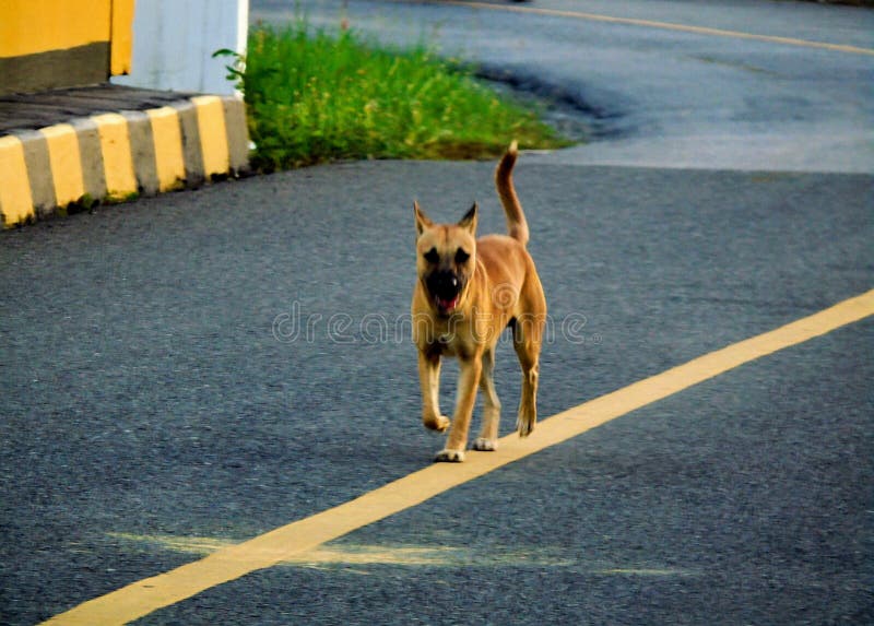 A Dog Walking Leisurely on a Bridge Stock Image - Image of walking ...