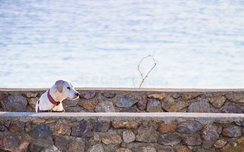 Dog walking outdoor stock photo. Image of bred, outdoor - 222957722