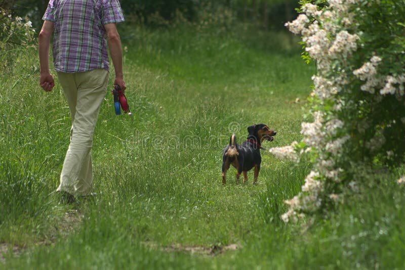 Dog Walking in the Park on Green Grass. Stock Image - Image of grass ...