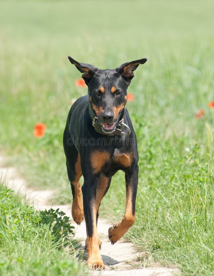 Dog walking on a path stock image. Image of guard, guarding - 16317199