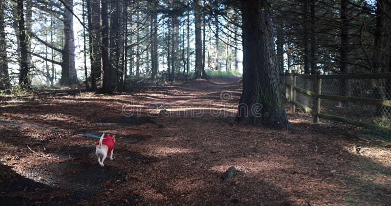 A Dog is Walking on a Path in a Forest Stock Footage - Video of ...