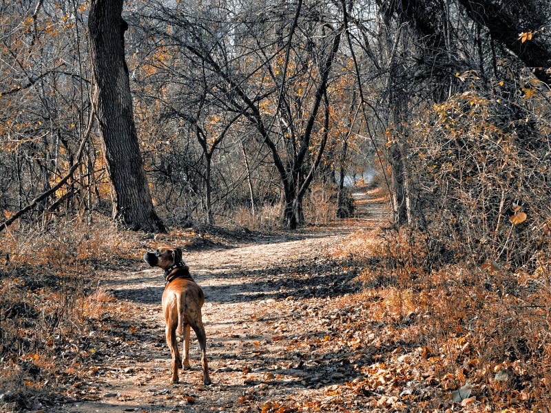 Dog Walking on a Path in the Woods Stock Photo - Image of landscape ...