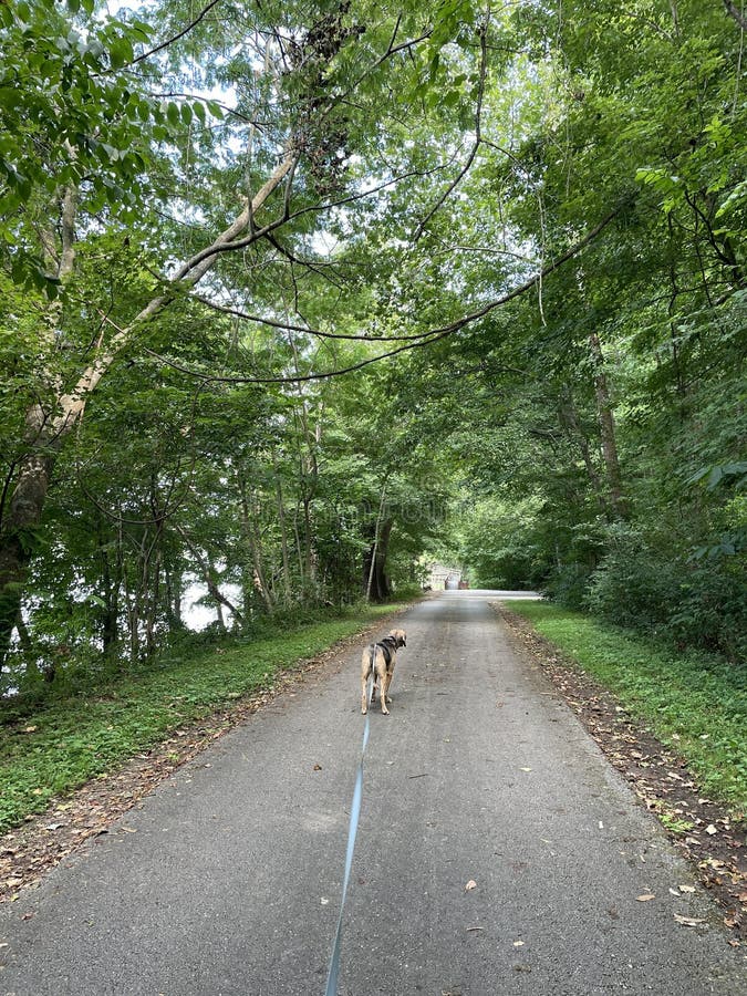 Dog Walking on a Pathway in a Park Surrounded by Trees Stock Image ...
