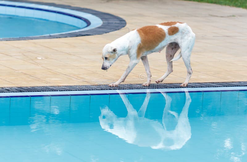 Dog Walking Pool Deck Stock Photos - Free & Royalty-Free Stock Photos ...