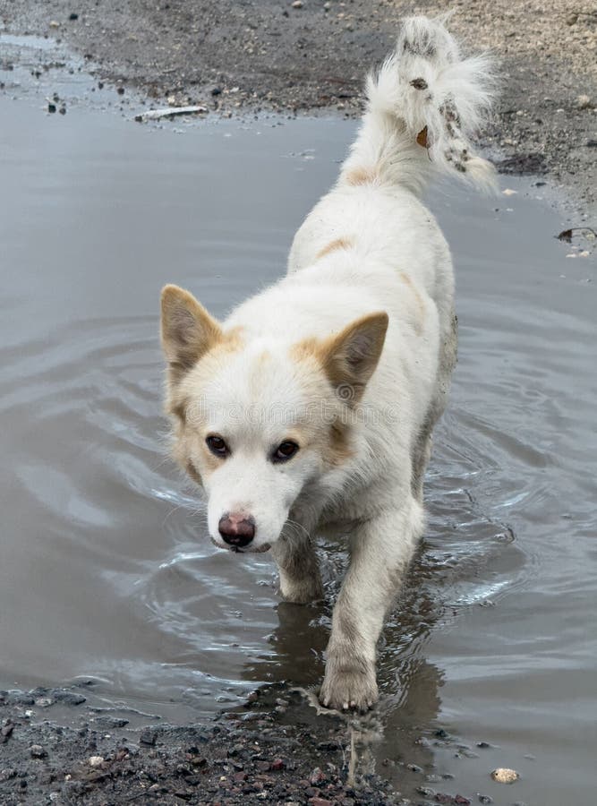 A Dog is Walking in a Puddle of Water Stock Photo - Image of adorable ...