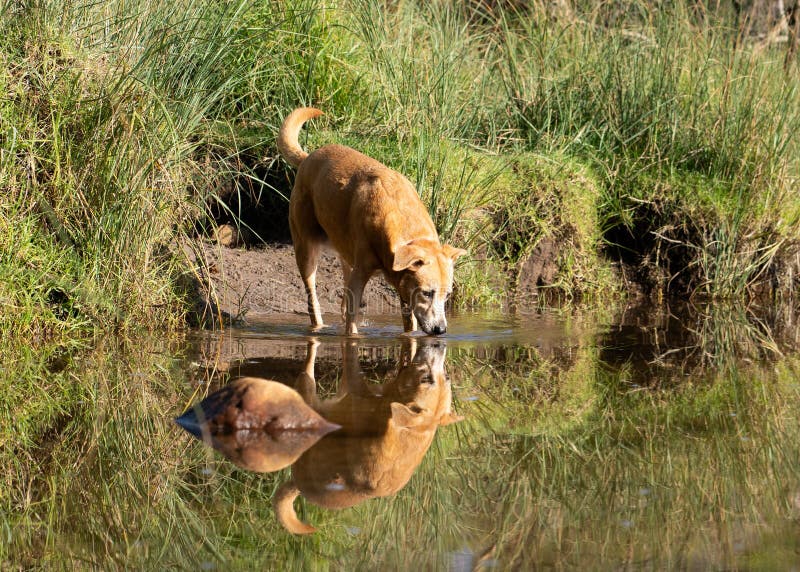 Dog Walking in River, Drinking Water. Stock Image - Image of ...