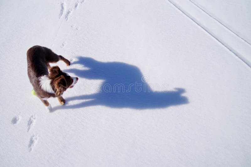 Dog is Walking in the Snow and Its Shadow is Cast on the Ground Stock ...
