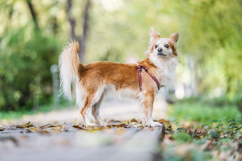 Dog Walking in a Summer Park and Looking Happy Stock Photo - Image of ...