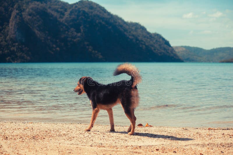 Dog Walking on Tropical Beach Stock Image - Image of cute, asia: 50074849