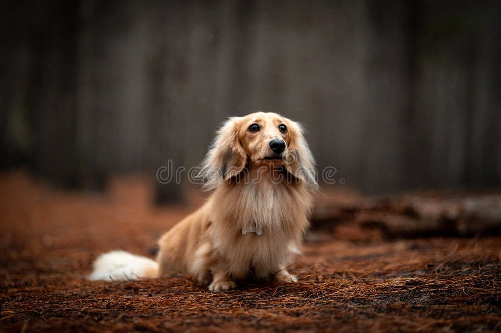 Dog Walking on a Wooden Path. Stock Photo - Image of adventure, loyal ...
