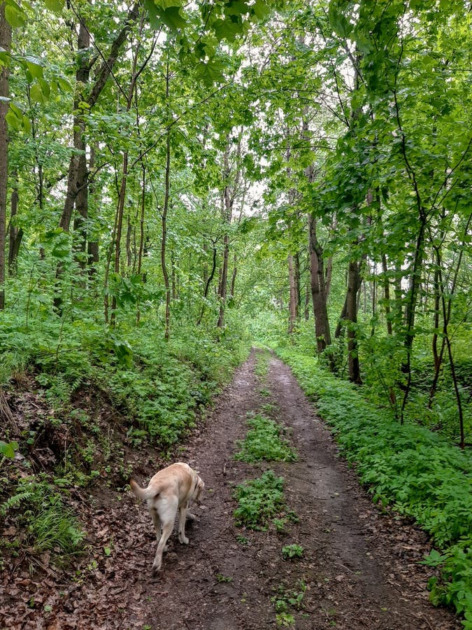 A Dog Walks on a Forest Road Stock Photo - Image of outdoors, grass ...