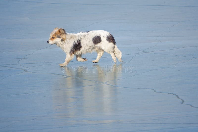 Dog on ice stock photo. Image of freeze, closeup, mammals - 141046494