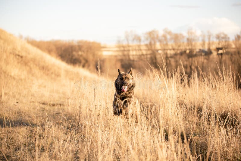 The Dog Walks on a Sunny Spring Day Stock Image - Image of adorable ...