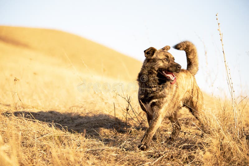 The Dog Walks on a Sunny Spring Day Stock Photo - Image of park, canine ...