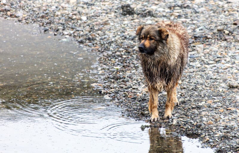 A Dog Walks on Water in a River Stock Photo - Image of tolling ...