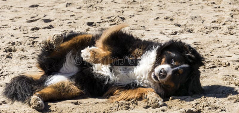 Dog wallowing stock image. Image of playing, play, happy - 112851337