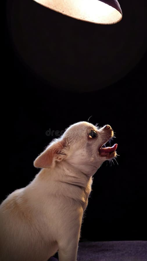 The Dog Was in the Dark with a Light Shining on it. Stock Image - Image ...