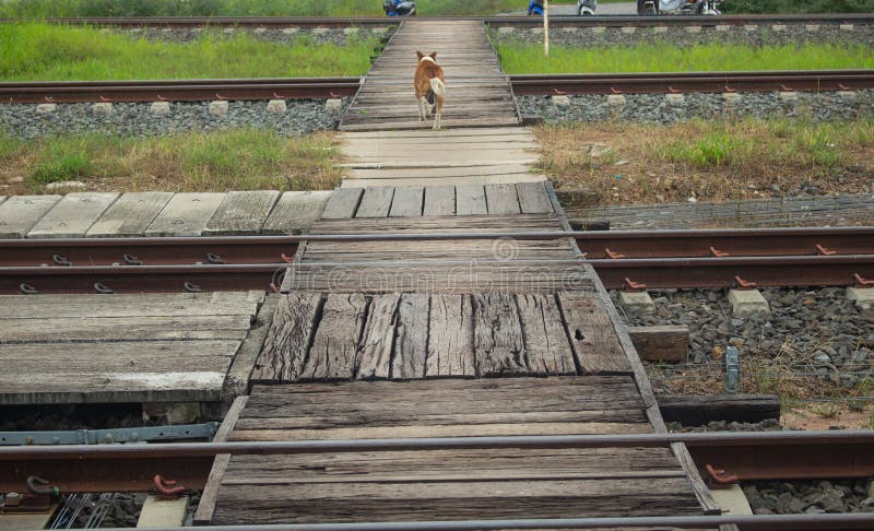 The Dog Was Walking on the Bridge Stock Image - Image of hair, puppy ...