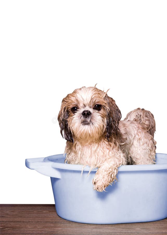 Dog wash in a basin stock photo. Image of puppy, animals - 67091182