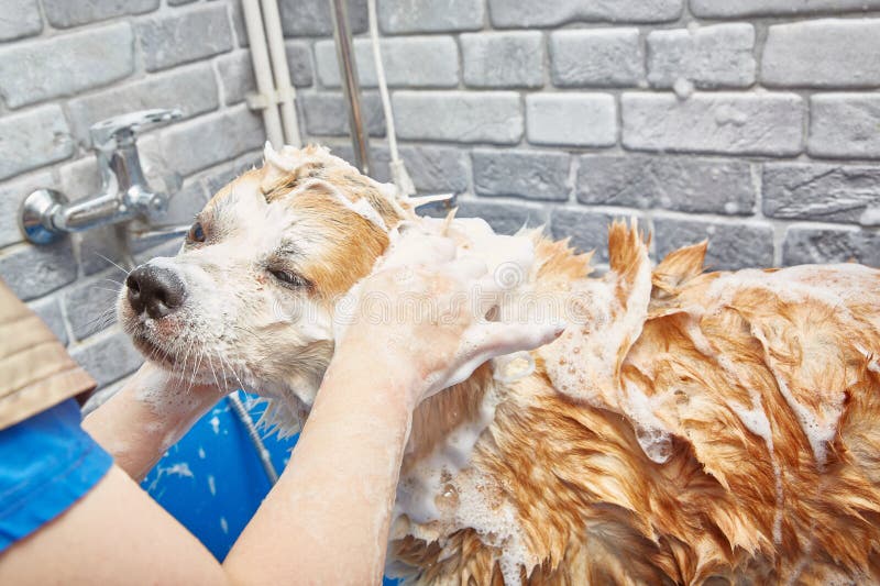 The Dog is Washed from the Shower in a Plastic Tub in a Grooming Salon ...