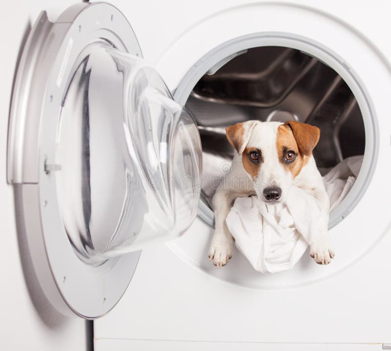 Dog in washer stock photo. Image of machine, washing - 75769698