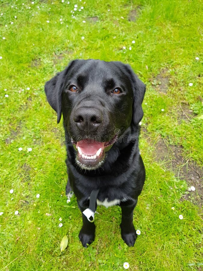 Dog watch stock photo. Image of black, watch, camera - 93422588