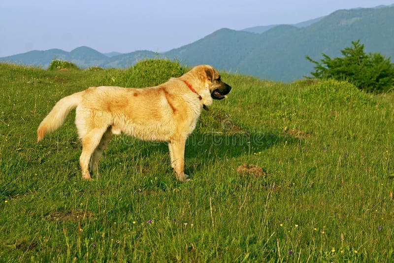 Dog watcher stock photo. Image of security, animal, friend - 925646