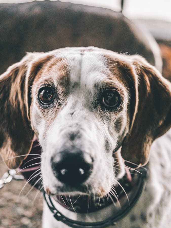 Dog is watching stock photo. Image of black, puppy, carnivore - 185571240