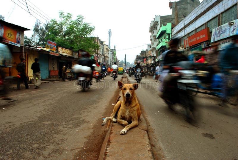 Dog watching editorial stock photo. Image of indian, moving - 36796418