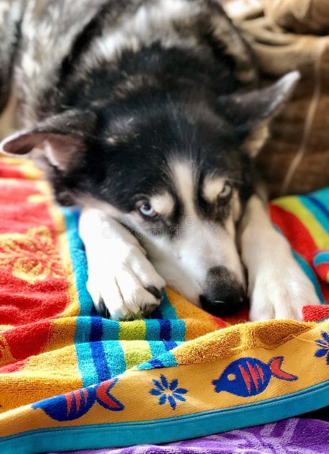 Dog watching camera stock photo. Image of relaxing, camera - 140017784